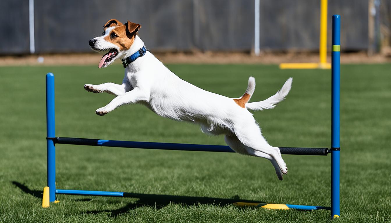 Parson Russell Terrier - Eigenschaften & Pflege